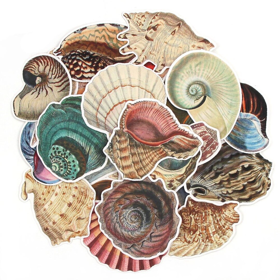 Vintage Conch Shell Stickers, Laptop Stickers, Vinyl Stickers Pack - Etsy