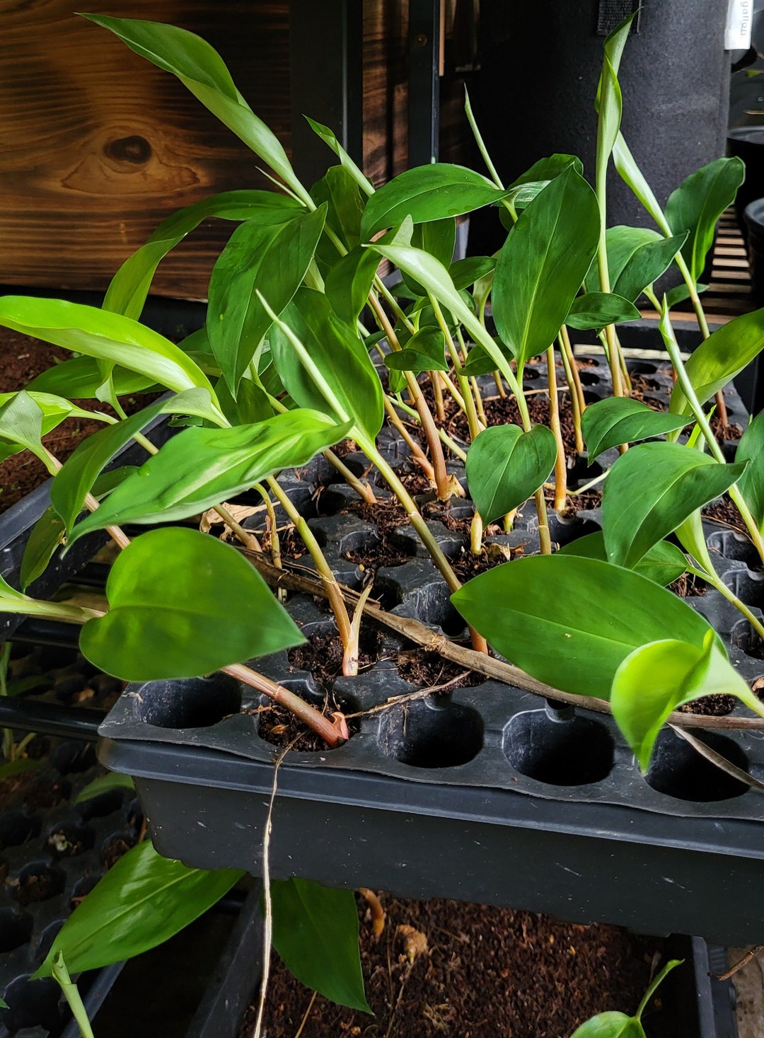 2 Bare Root Shampoo Ginger Awapuhi Plants - Etsy