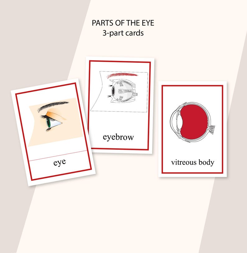 Parts of the Eye/ 3-part Cards - Etsy