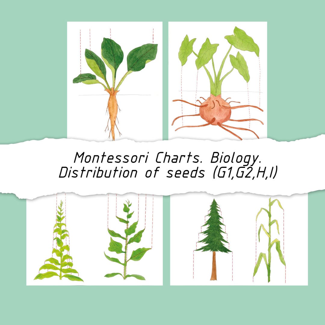 Montessori Charts. Biology. Mono- & Dicotyledonous Plants - Etsy UK