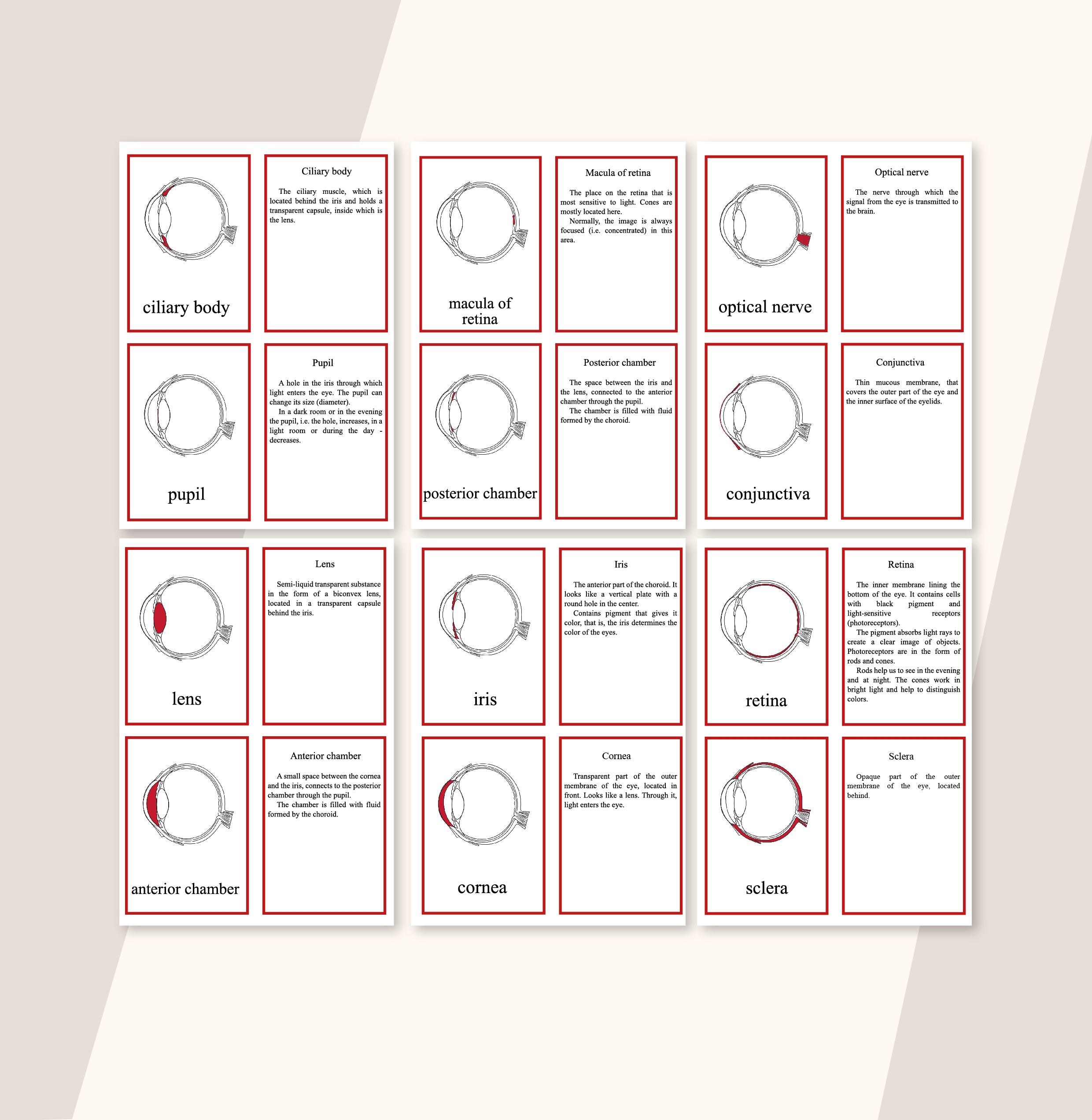 Parts of the Eye/ 3-part Cards - Etsy