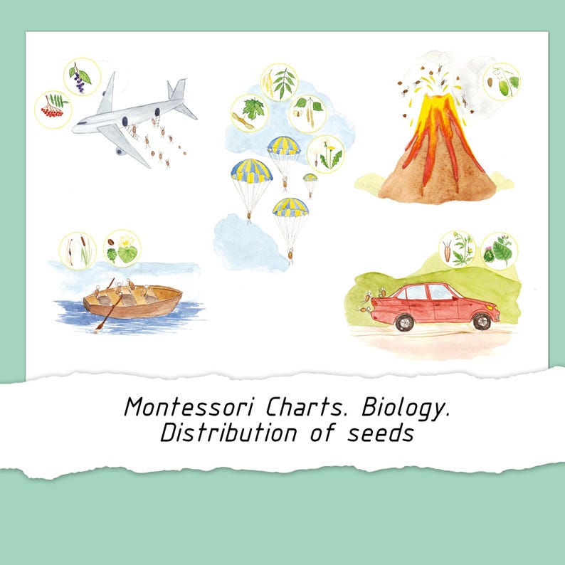 Montessori Charts. Biology. Distribution of Seeds - Etsy