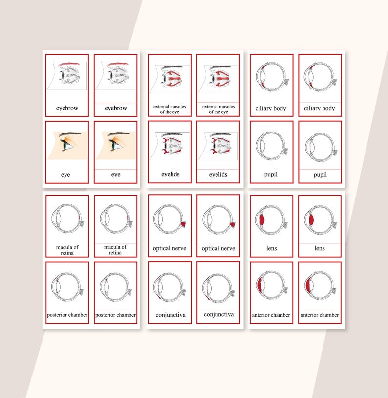 Parts of the Eye/ 3-part Cards - Etsy