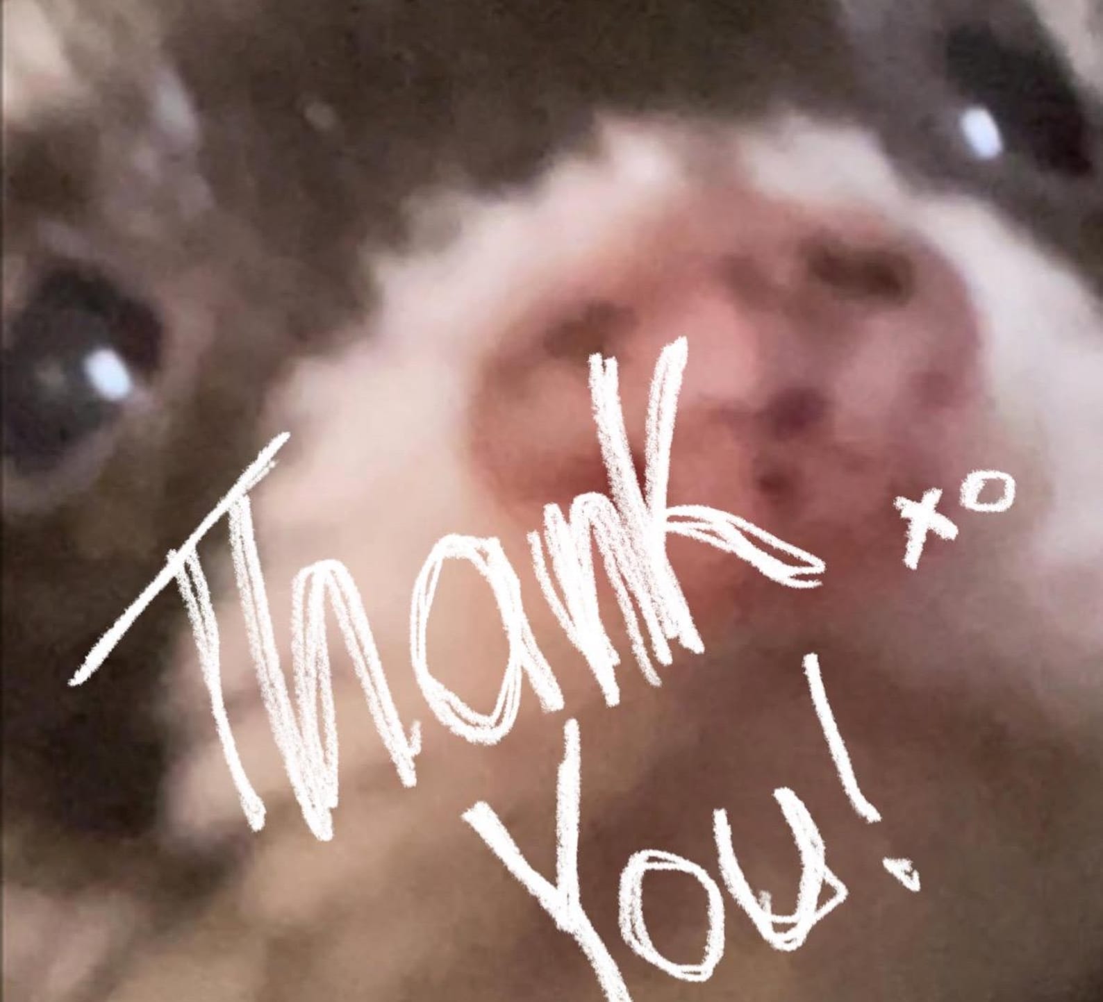 Spongebob Patrick Star Emote Pack | 10 Twitch Emotes - Etsy