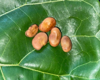 African Mojo Beans | Etsy