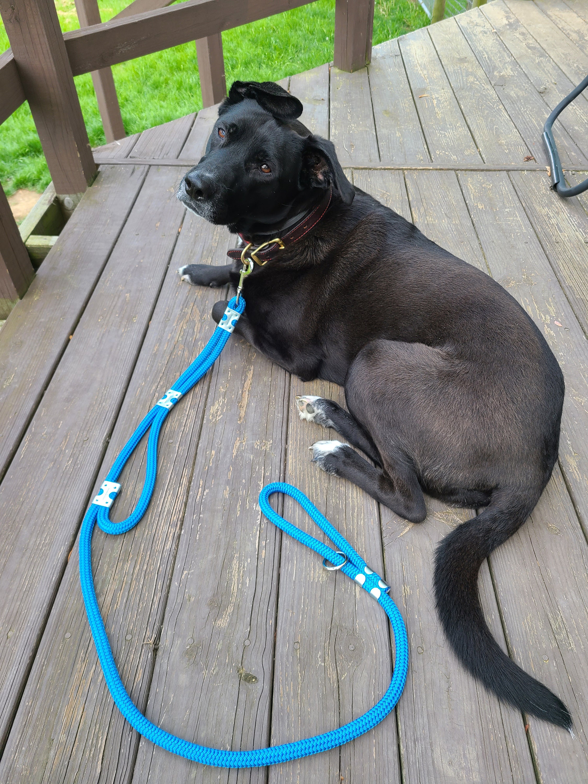 What Is A Good Length For A Dog Leash