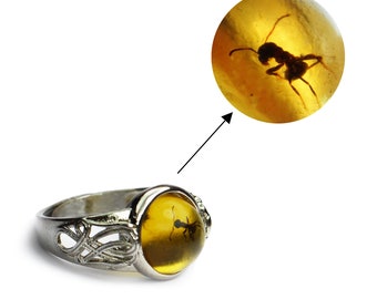 EGG Baltic Amber With Fossil Insect Bee | Etsy