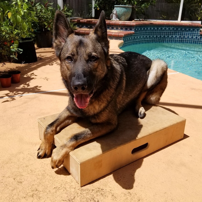 Three Dog Box - Etsy