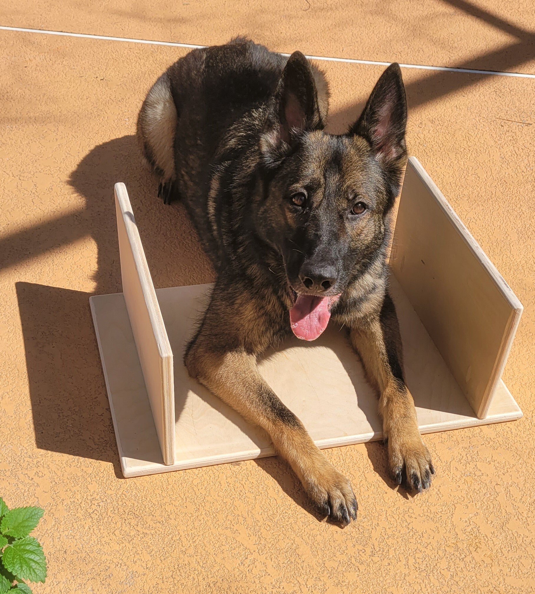 Dog Training Directional Placement Position Tool Solid Wood - Etsy