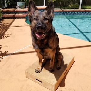 Dog Training Box Solid Wood With Handles/ Obedience Box / - Etsy