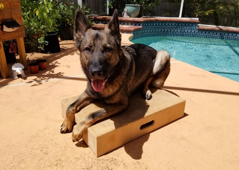 Dog Training Box Solid Wood With Handles/ Obedience Box / - Etsy UK