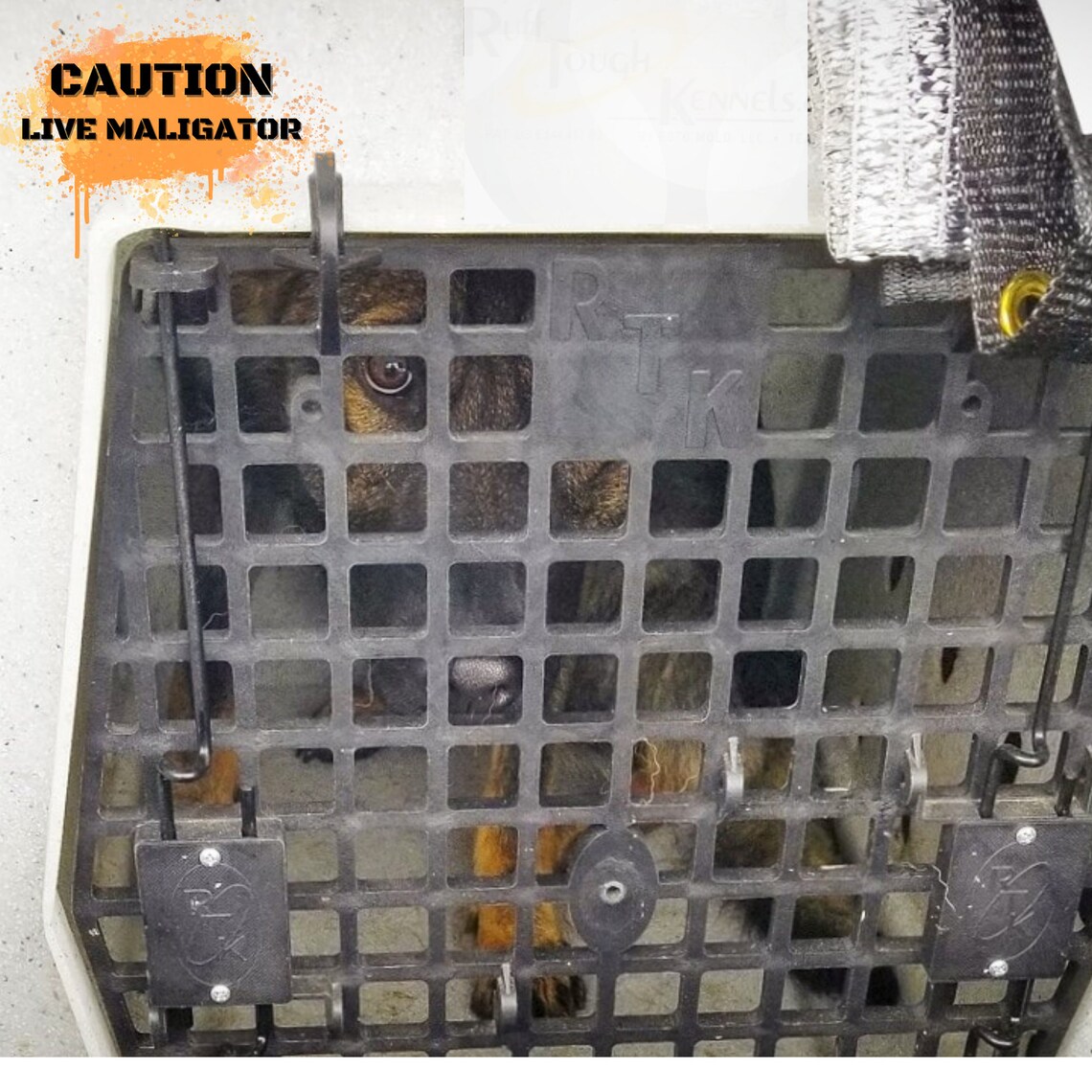 CAUTION Live Maligator Sticker Decal / Belgian Malinois / Schutzhund ...