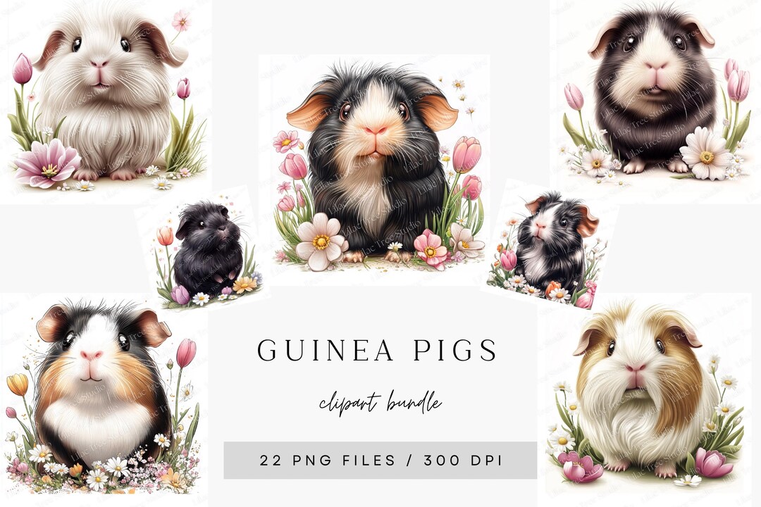 Guinea Pigs PNG Clipart Bundle, High Resolution Images for Crafting and ...