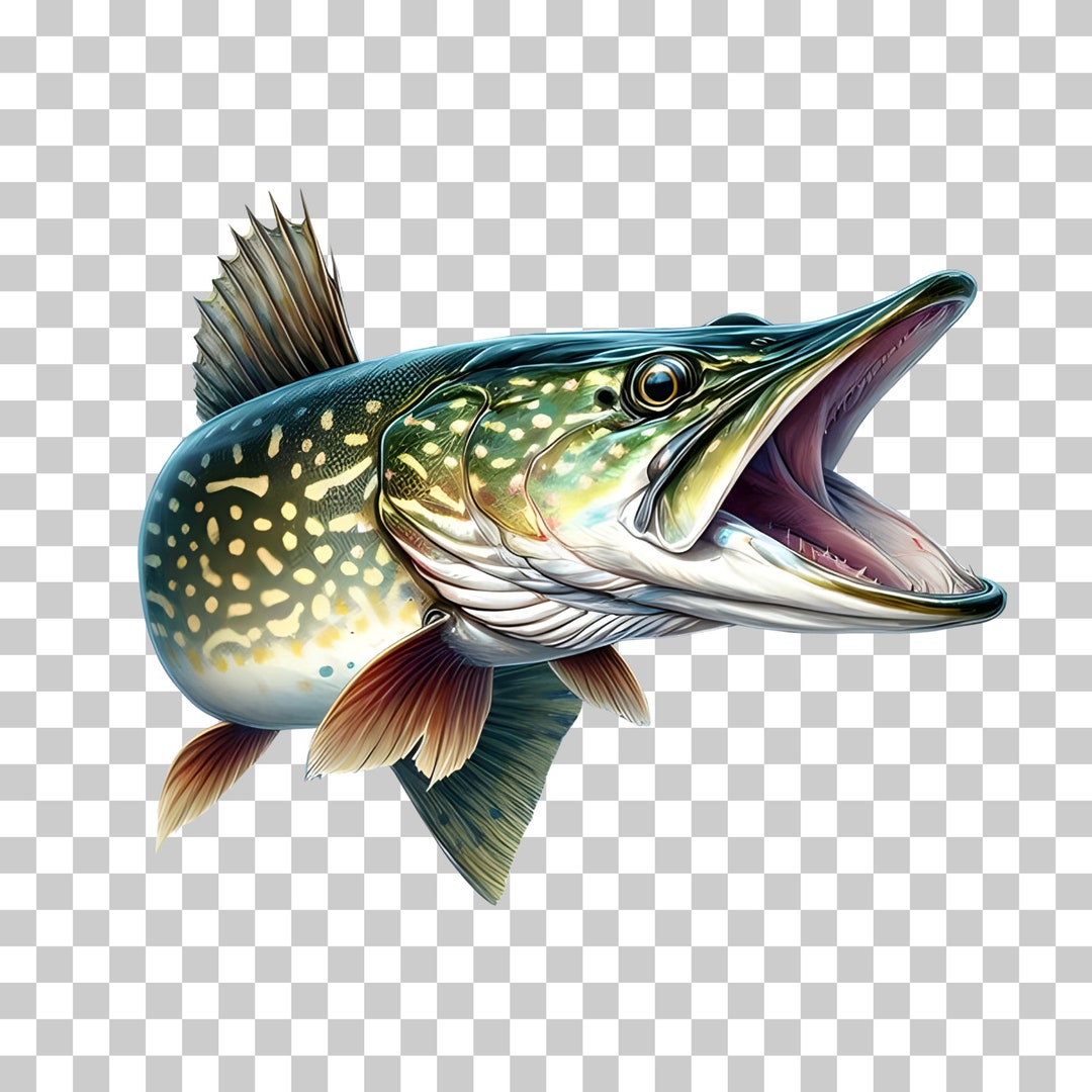 TRANSPARENT Pike Fish PNG Clipart, Pike Fishing Angler PNG Download ...