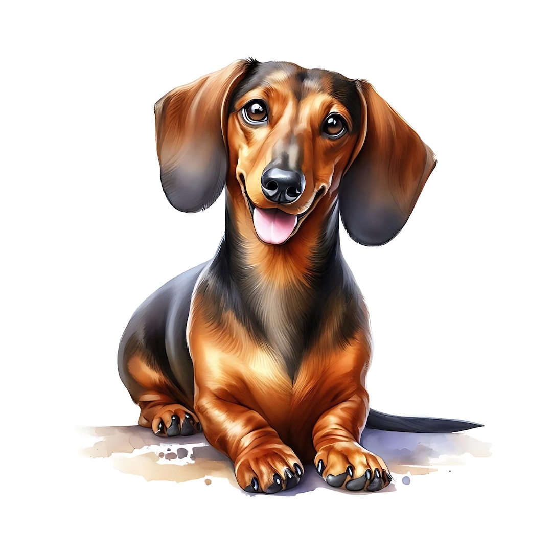 Watercolor Dachshund Dog PNG Clipart, Cute Weiner Doggie Illustration ...