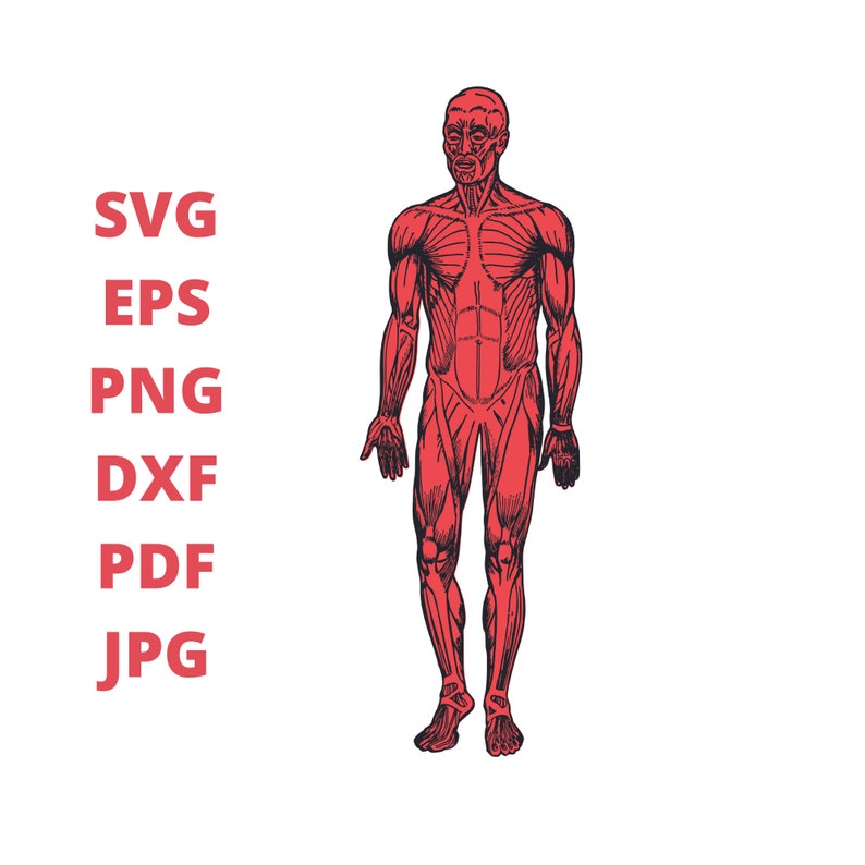 Muscles of A Man SVG Clipart Real Body Anatomy Picture - Etsy