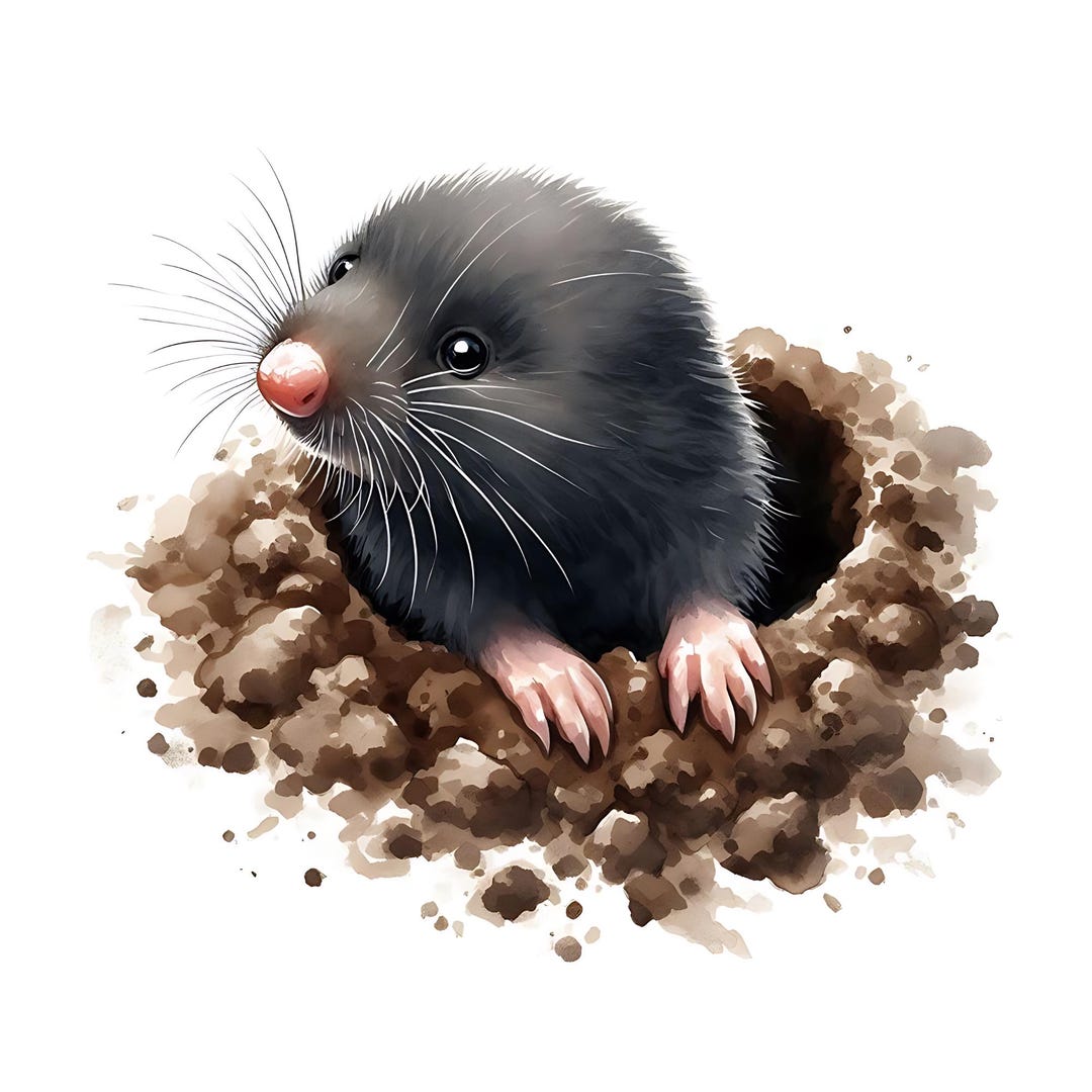 Mole Poking Out of Hole PNG Clipart, Fluffy Animal PNG Download, Brown ...