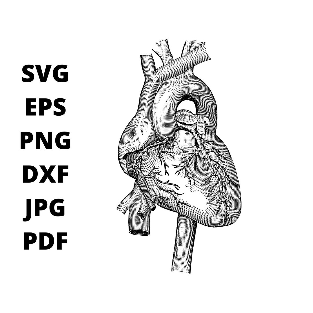 Dibujo del corazón en blanco y negro SVG Clipart, Descarga digital de ...