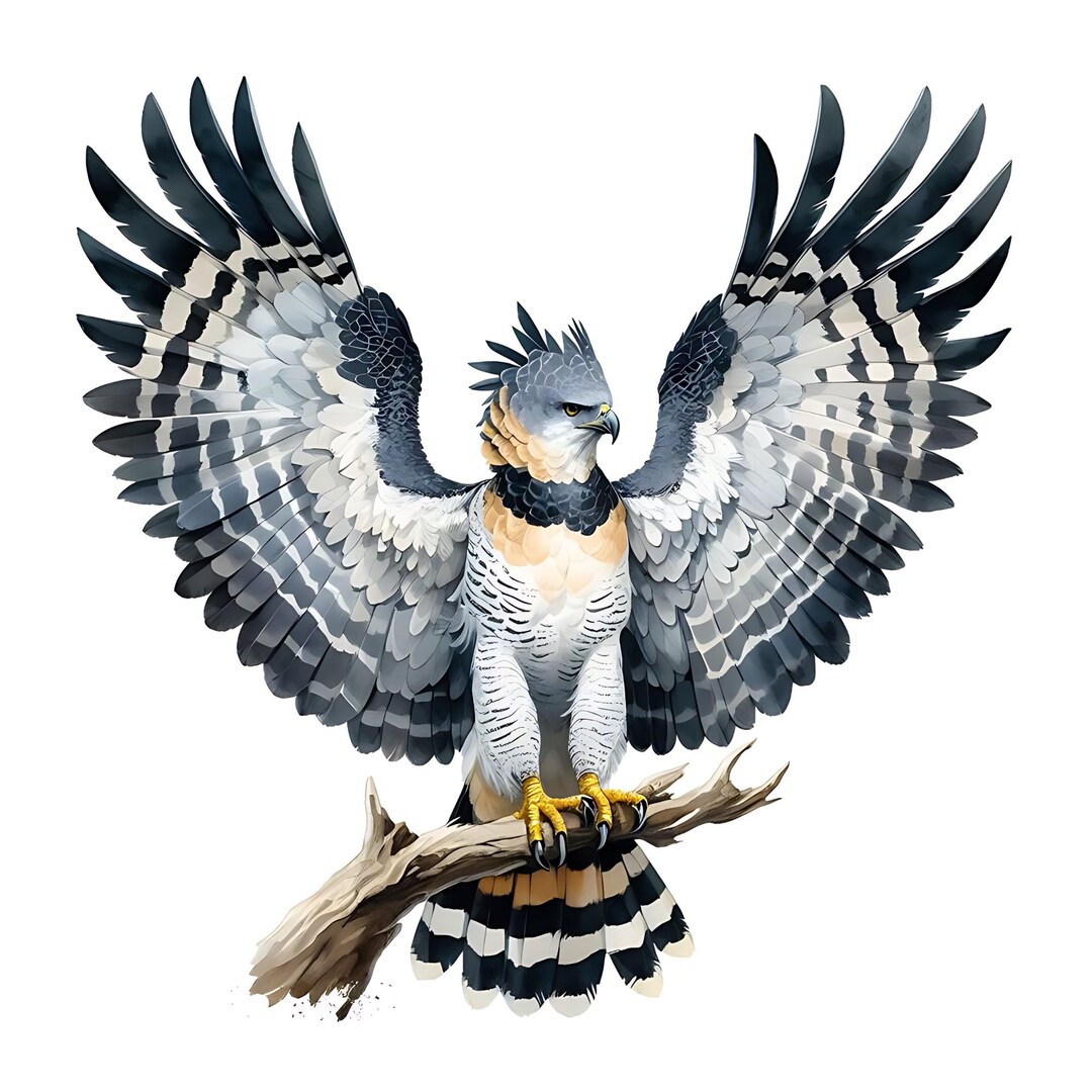 Grey Black Harpy Eagle PNG Clipart, Watercolor Bird Collection PNG ...