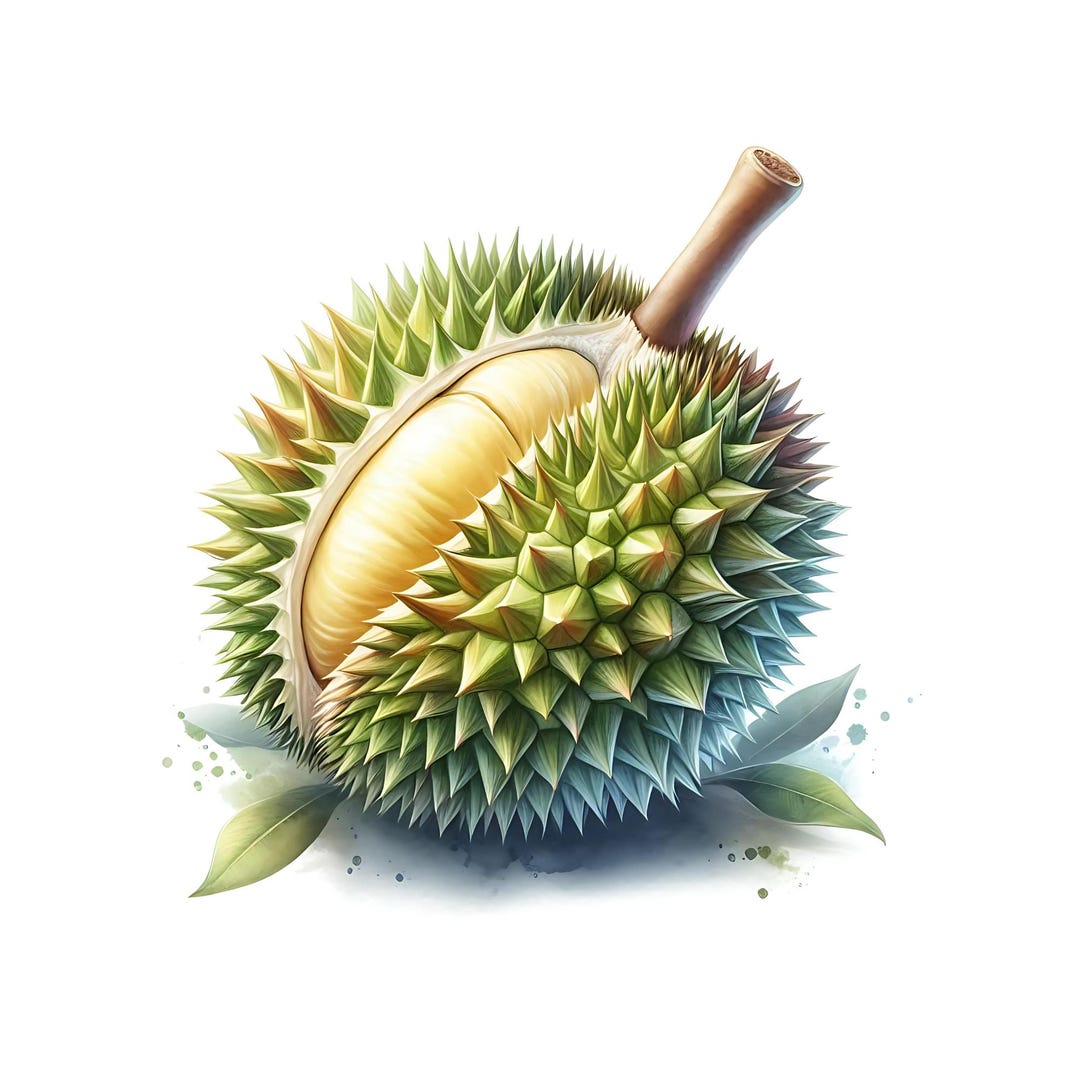 TRANSPARENT Green Durian Watercolor Clipart, Tropical Fruit ...