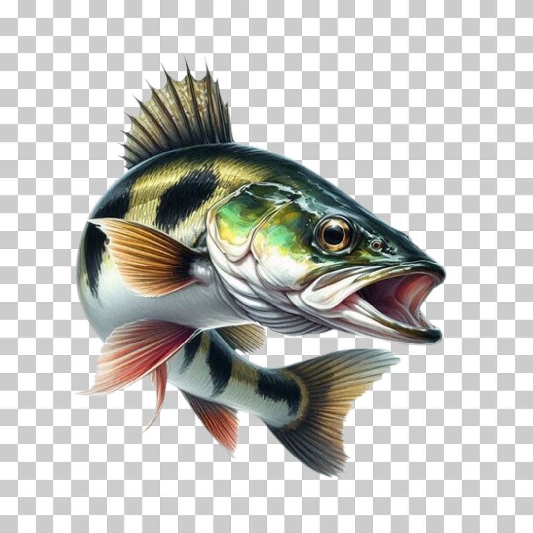 TRANSPARENT Zander Fish PNG Clipart, Zander Fishing Angler PNG Download ...