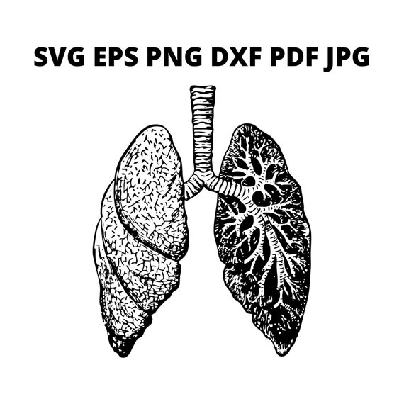 How To Draw A Real Lungs