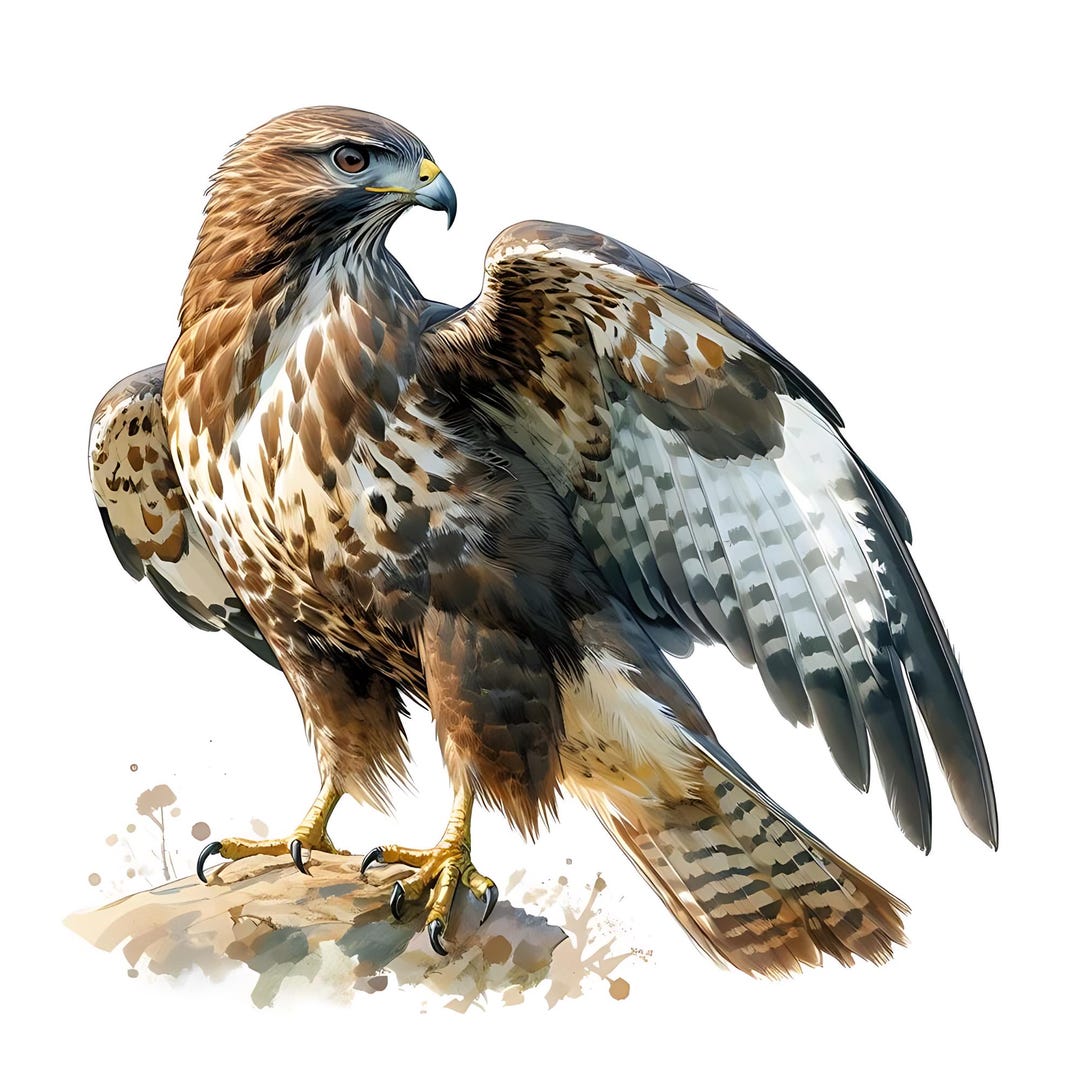 Common Buzzard PNG Clipart, Watercolor Bird of Prey Collection PNG ...