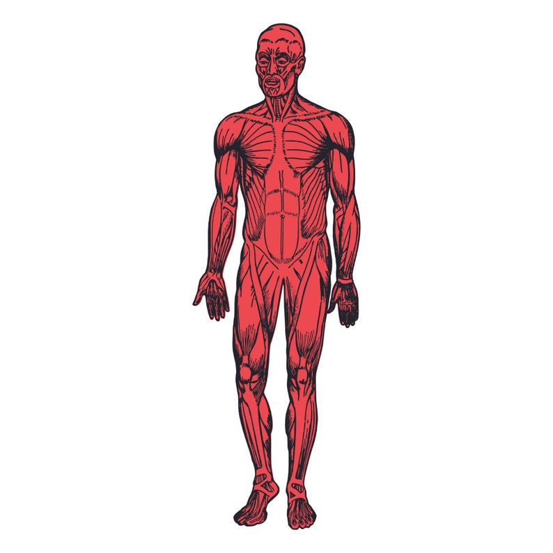 Muscles of A Man SVG Clipart Real Body Anatomy Picture - Etsy