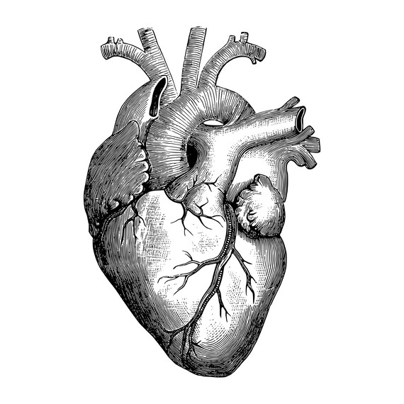 Black And White Human Heart Clipart