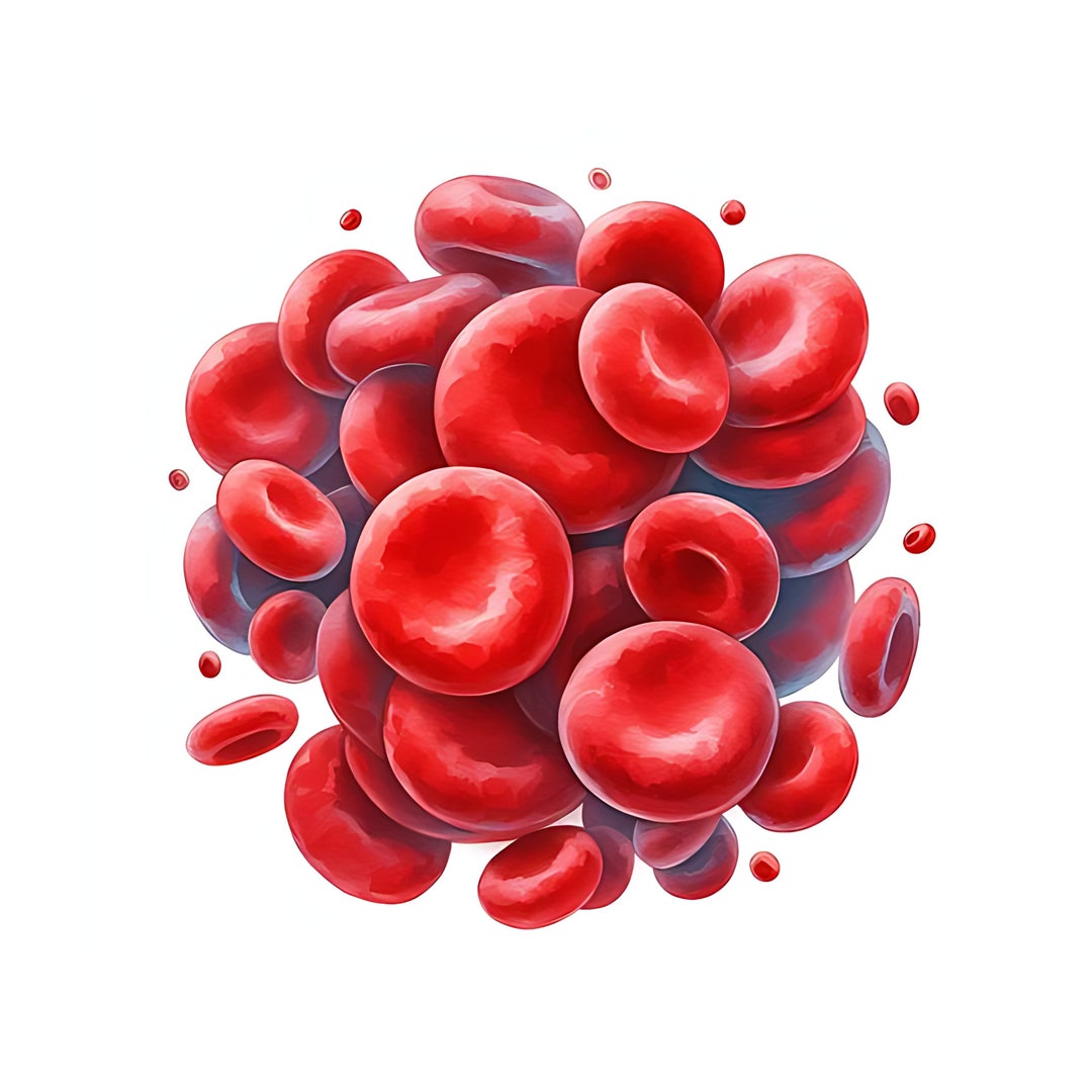 Educational Red Blood Cells PNG Clipart, Red Blood Cells PNG Download ...
