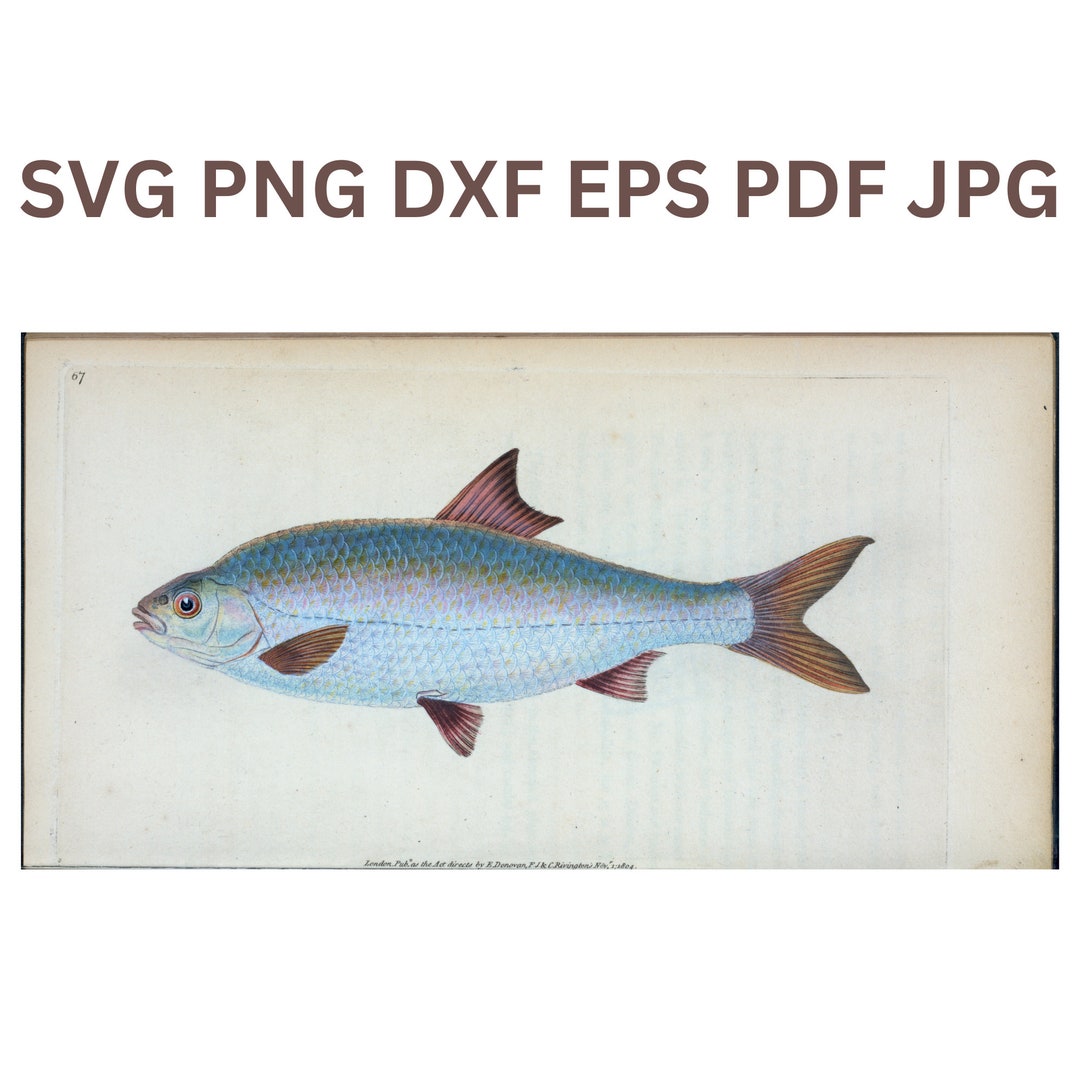 1802 Vintage Original Pilchard Fish Art Download, FULL COMMERCIAL USE ...