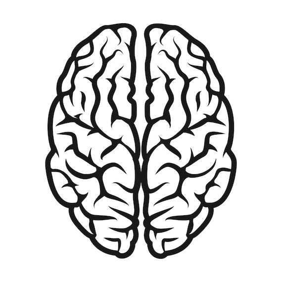 Human Brain Diagram Top View