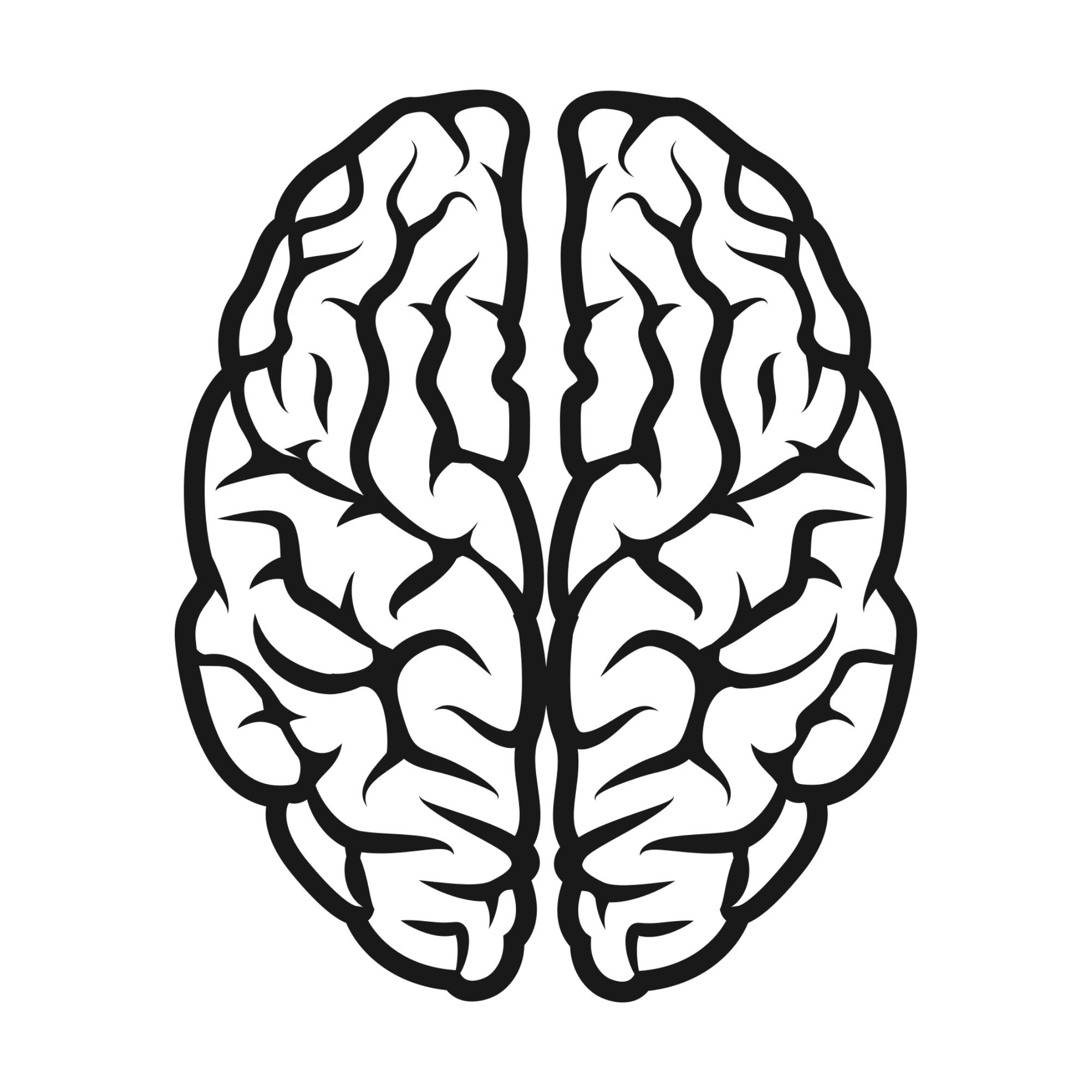 Human Brain Top Down SVG Clipart Human Brain Picture Print on - Etsy ...
