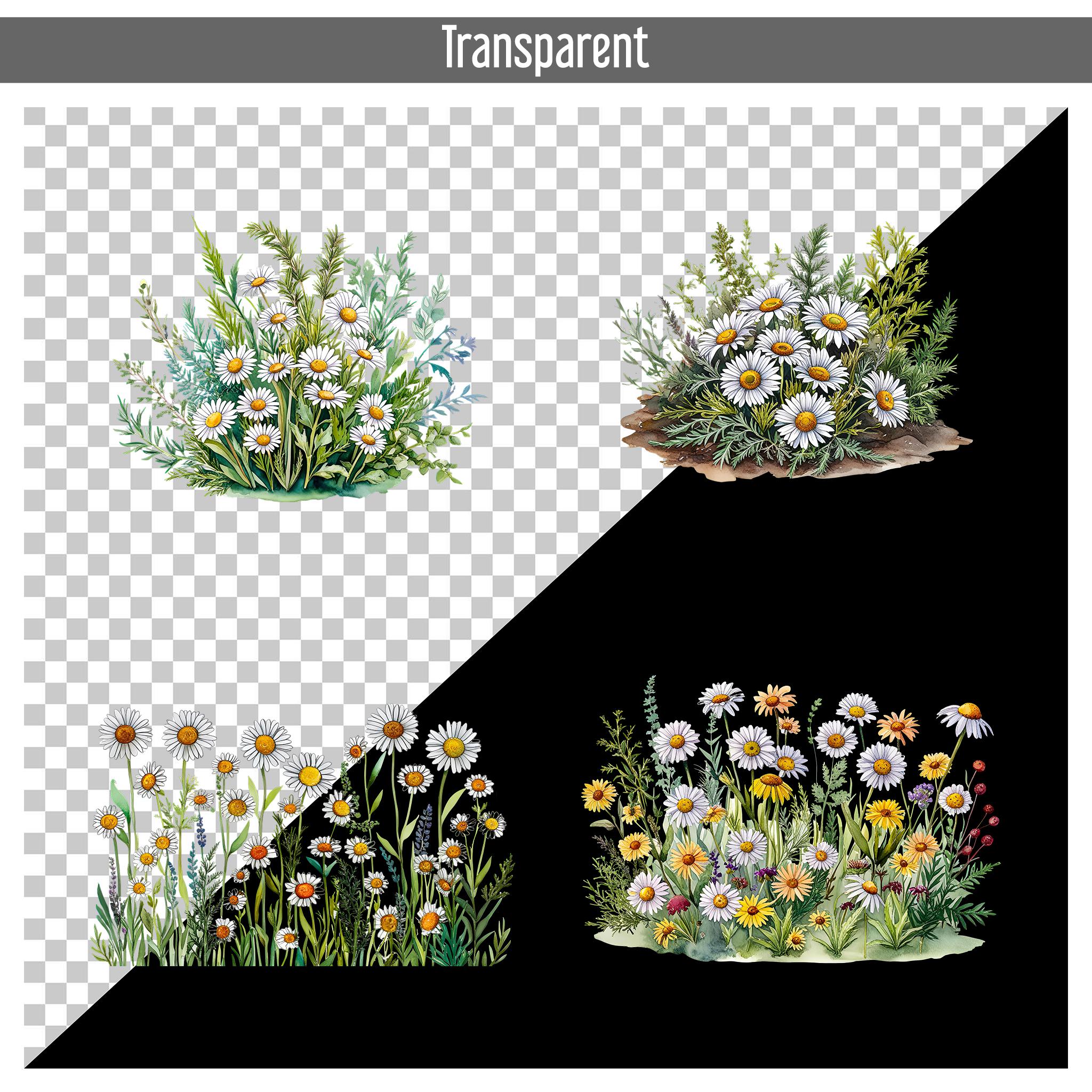 25 Watercolor Daisy Border Clipart PNG Set, Boho Floral Flowers for ...