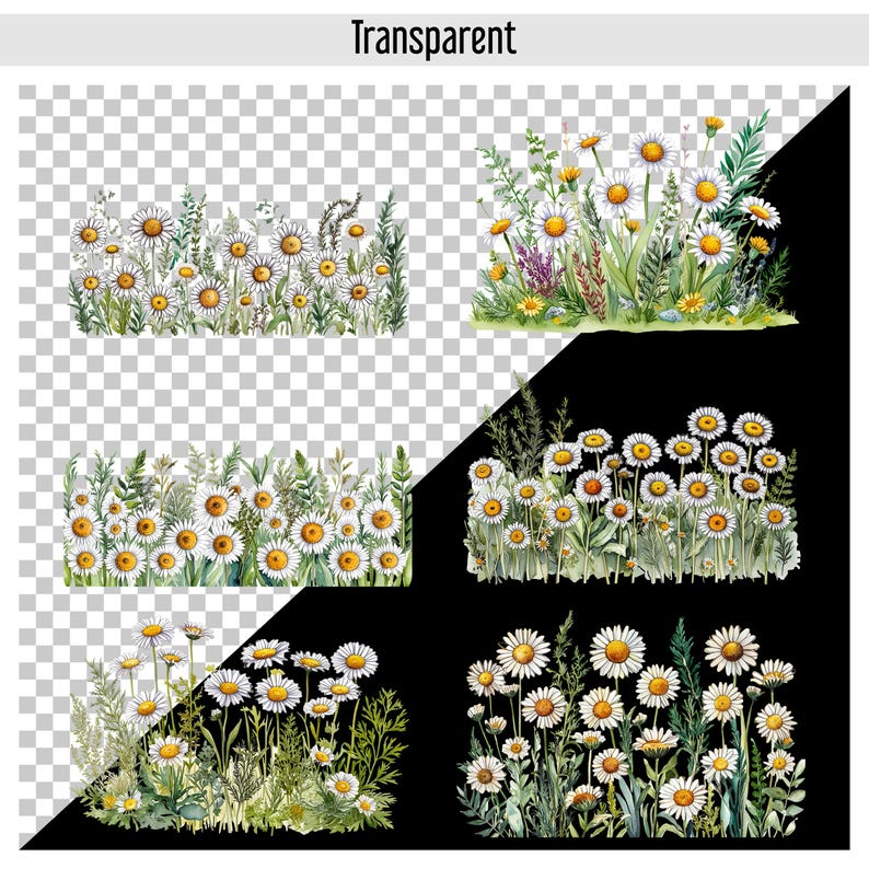 25 Watercolor Daisy Border Clipart PNG Set – 25 Hand Painted Chamomile ...