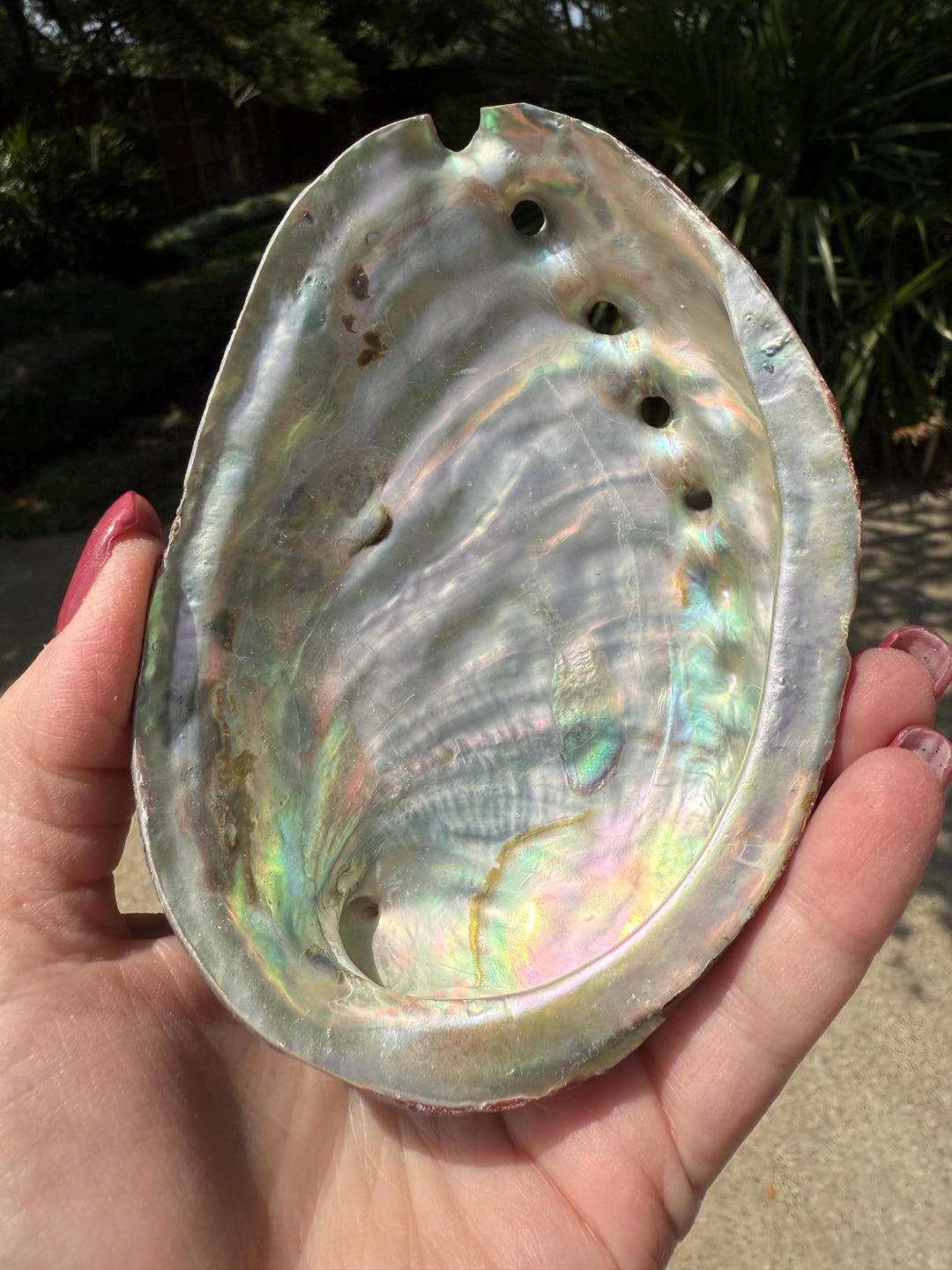 Large Rainbow Abalone Shell: Altar Decor, High Vibration Crystals - Etsy