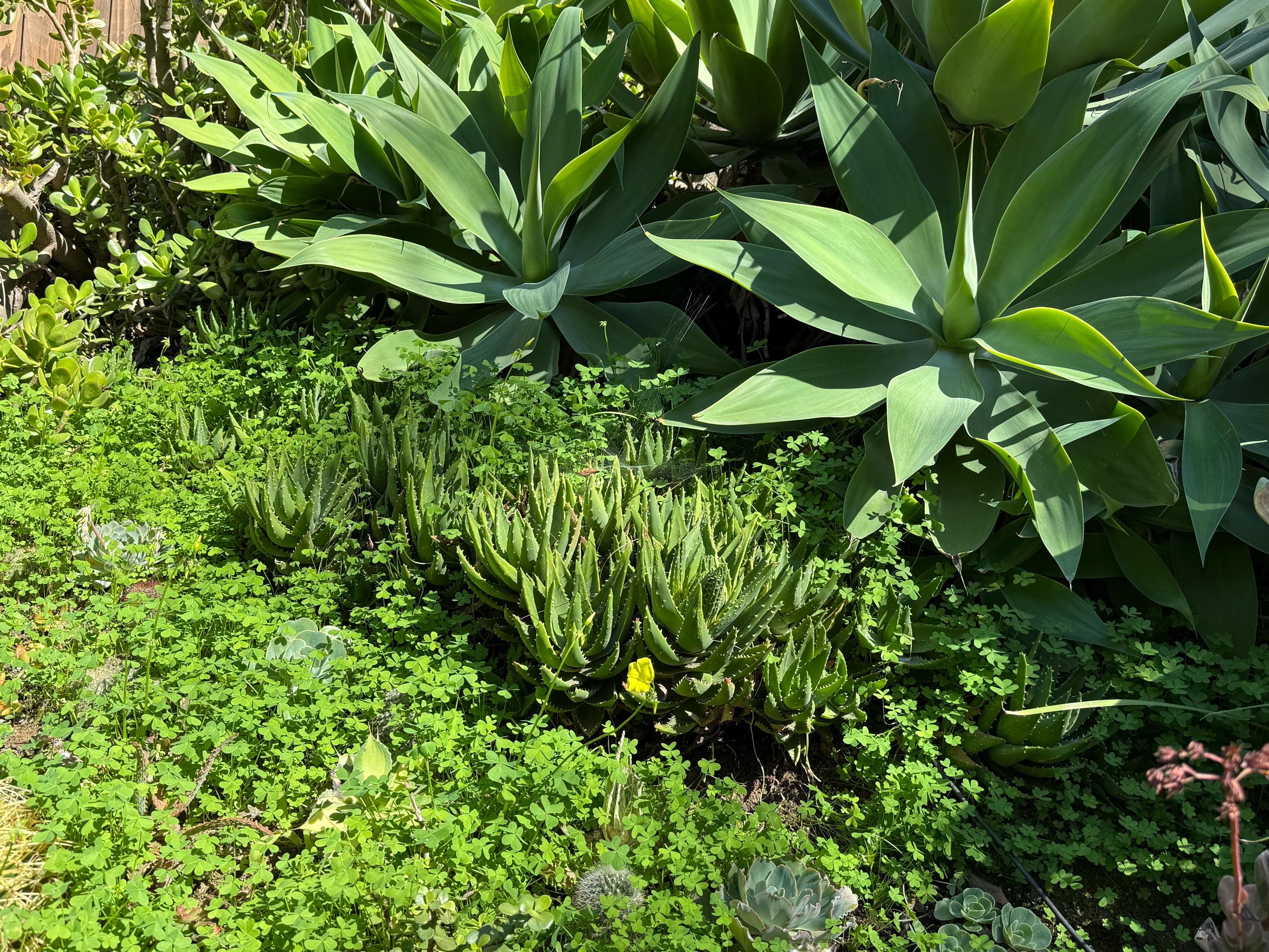 Large Aloe Perfoliata Aka Mitre Aloe, Rooted - Etsy