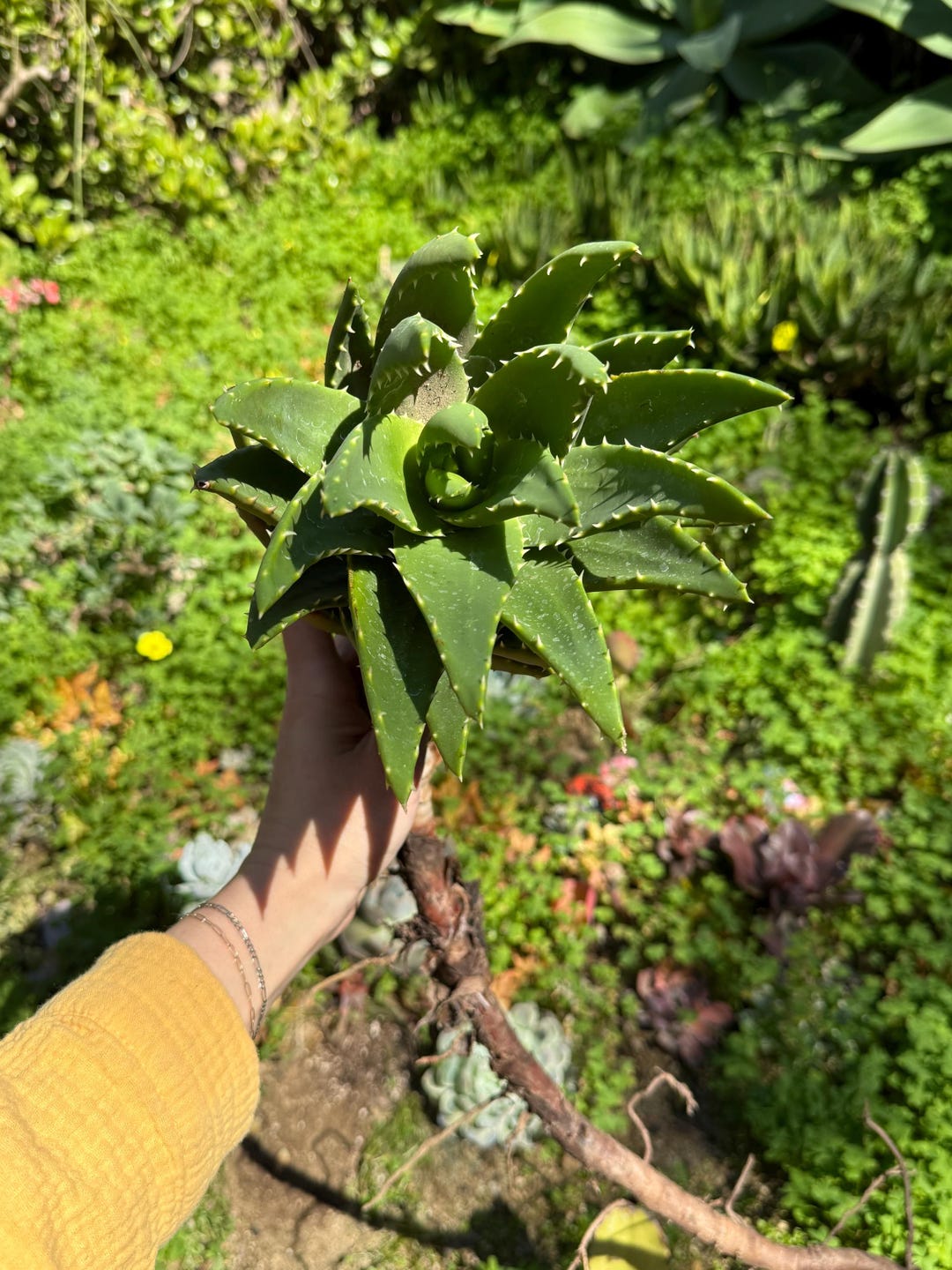 Large Aloe Perfoliata Aka Mitre Aloe, Rooted - Etsy