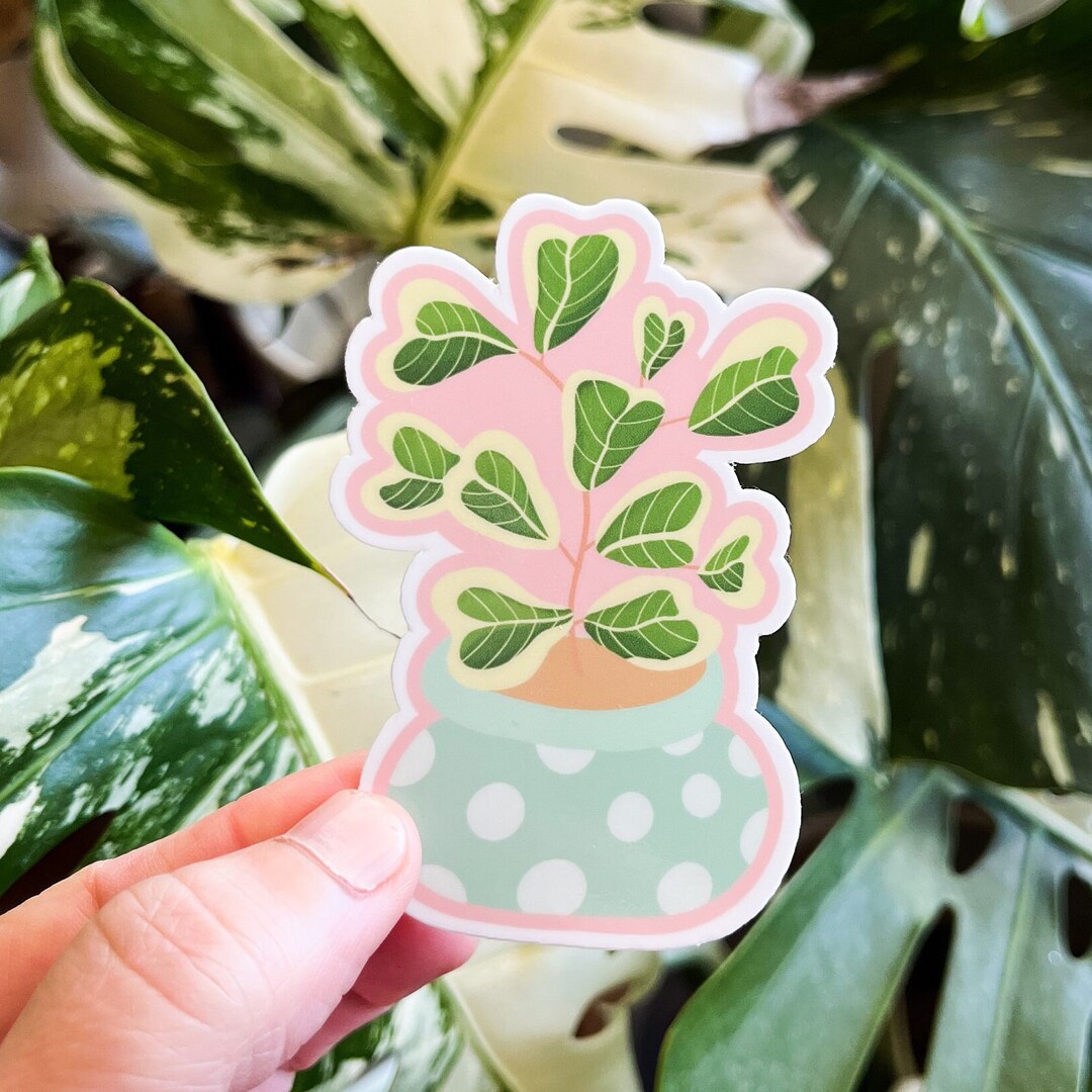 Ficus Triangularis Variegata Plant Sticker, House Plant Sticker, Gift ...
