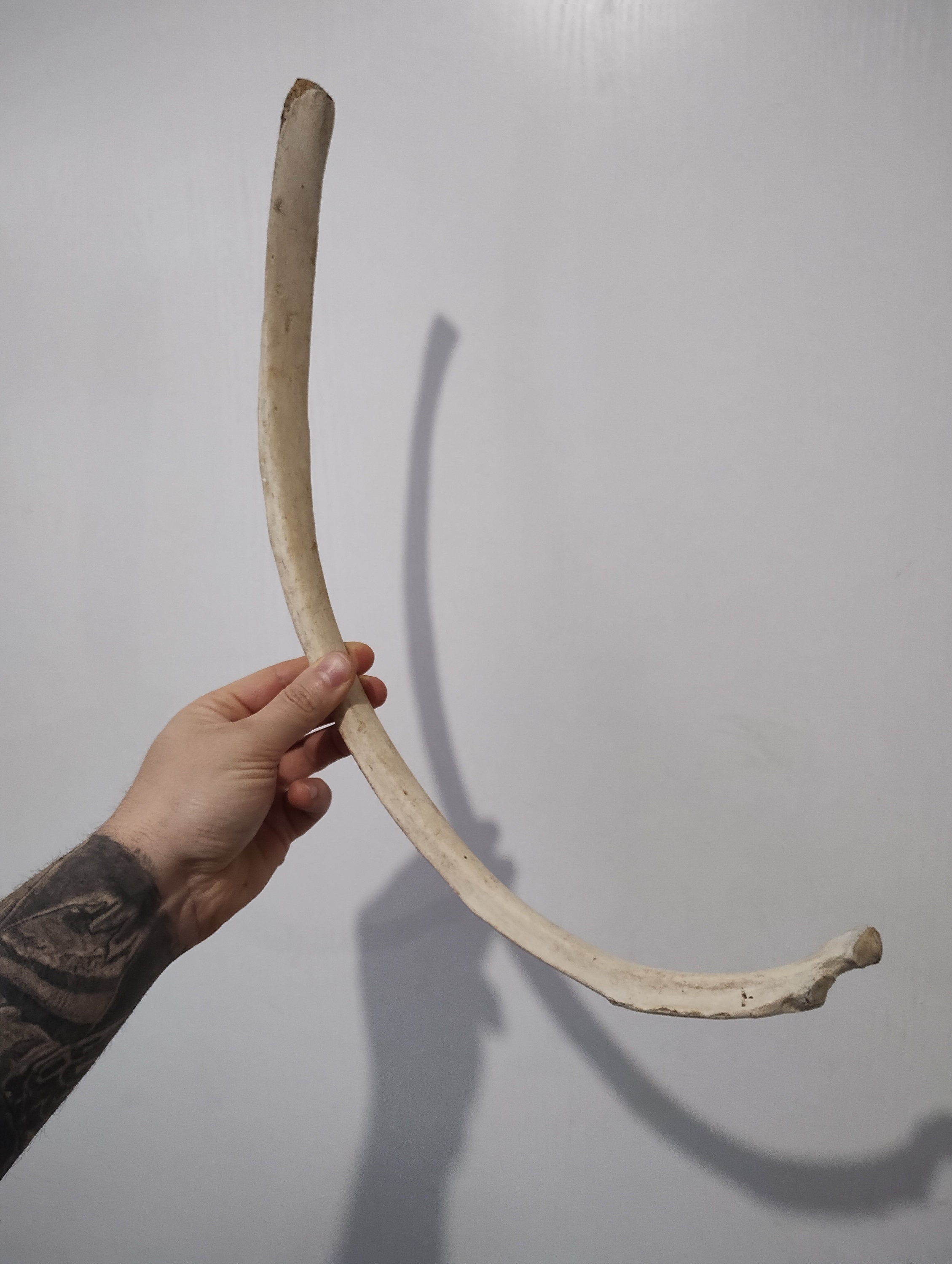 Old Horse Rib 1930s Curiosities Osteology - Etsy