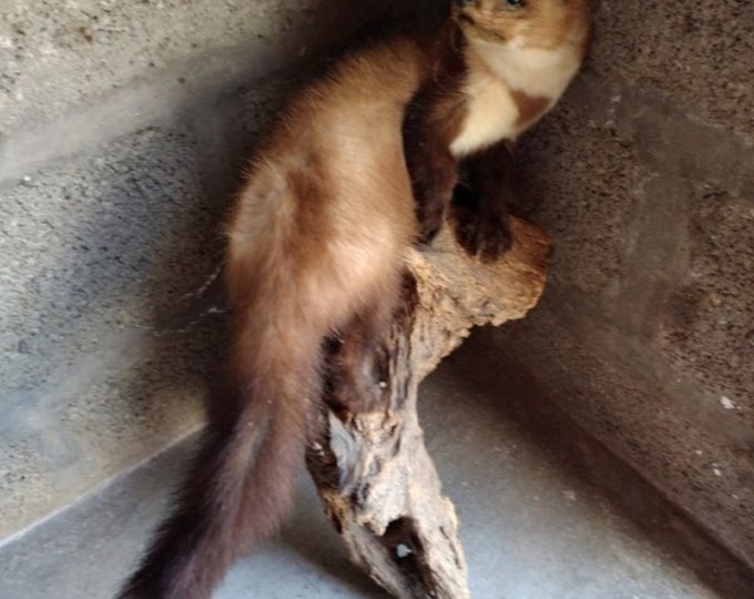 Old Weasel Taxidermy Oddities Cabinet of Curiosities Full Mount - Etsy