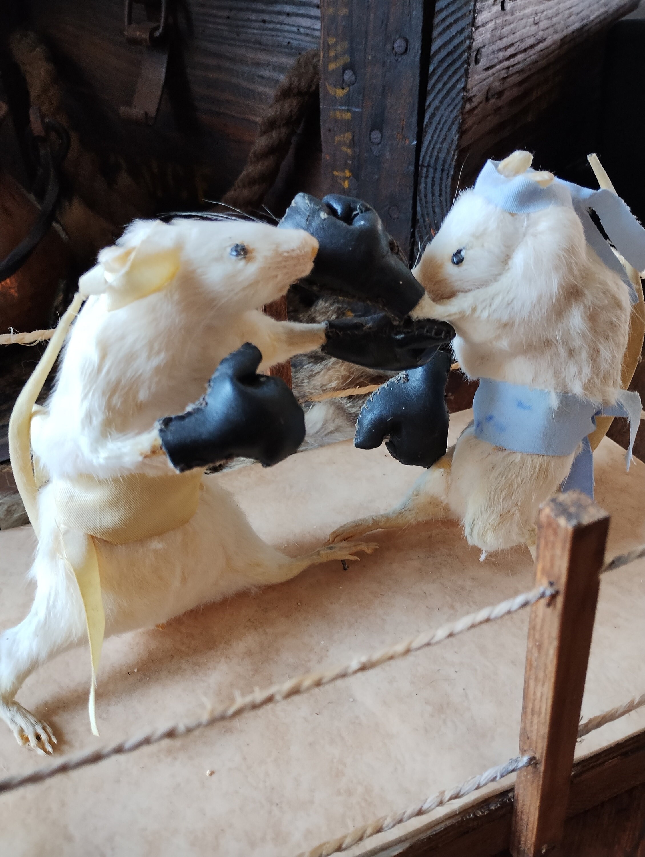 Taxidermy of Mice Boxing in the Ring Oddities - Etsy
