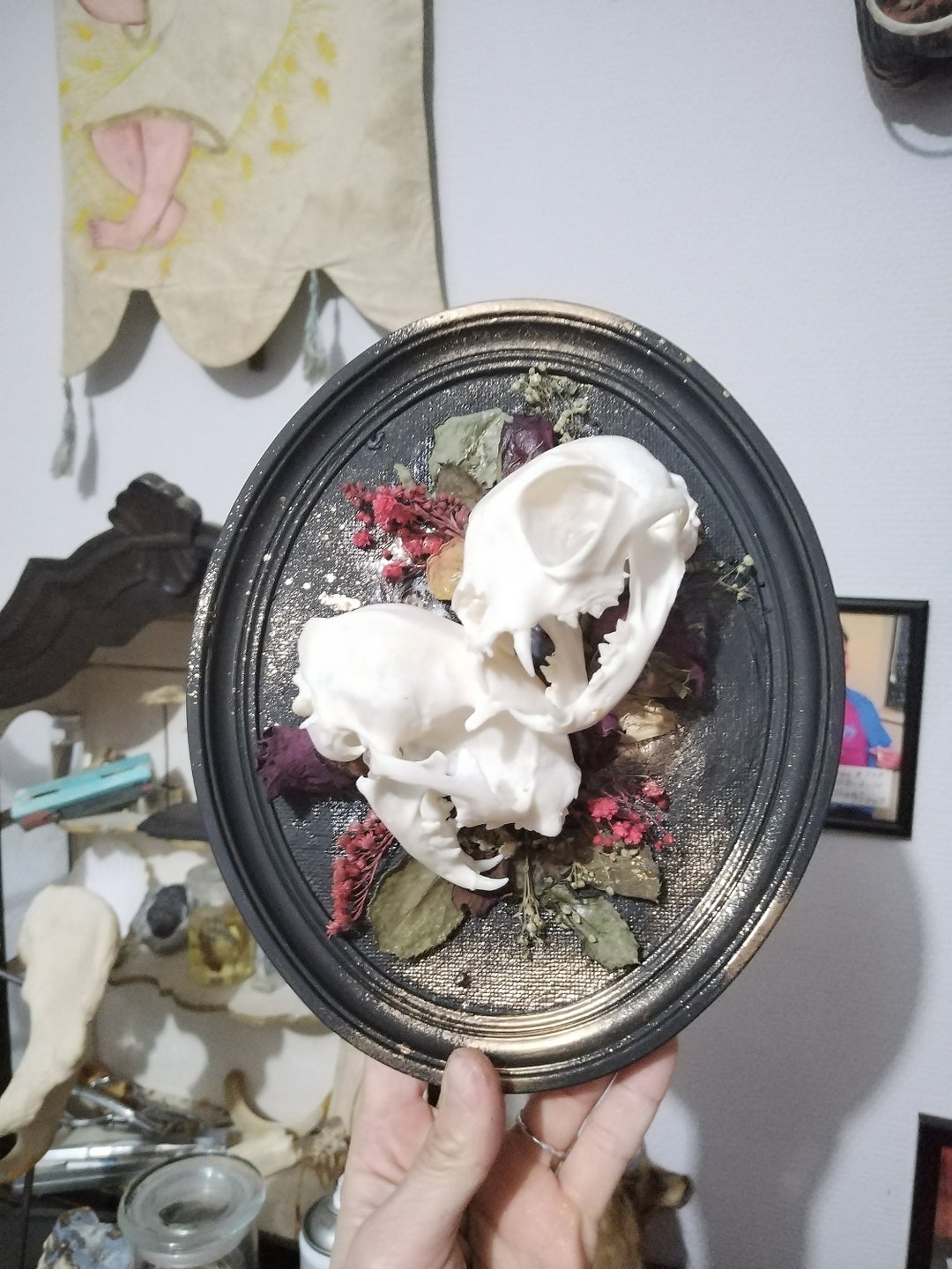 Real Cat Skull Oddities Cabinet of Taxidermy Curiosities - Etsy