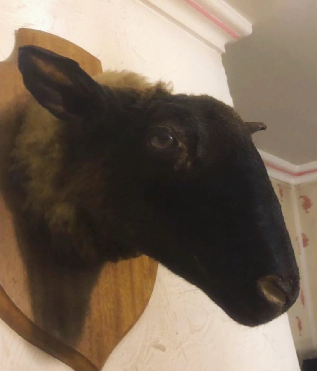 Taxidermy Sheep Trophy Oddities Cabinet of Curiosities Full - Etsy
