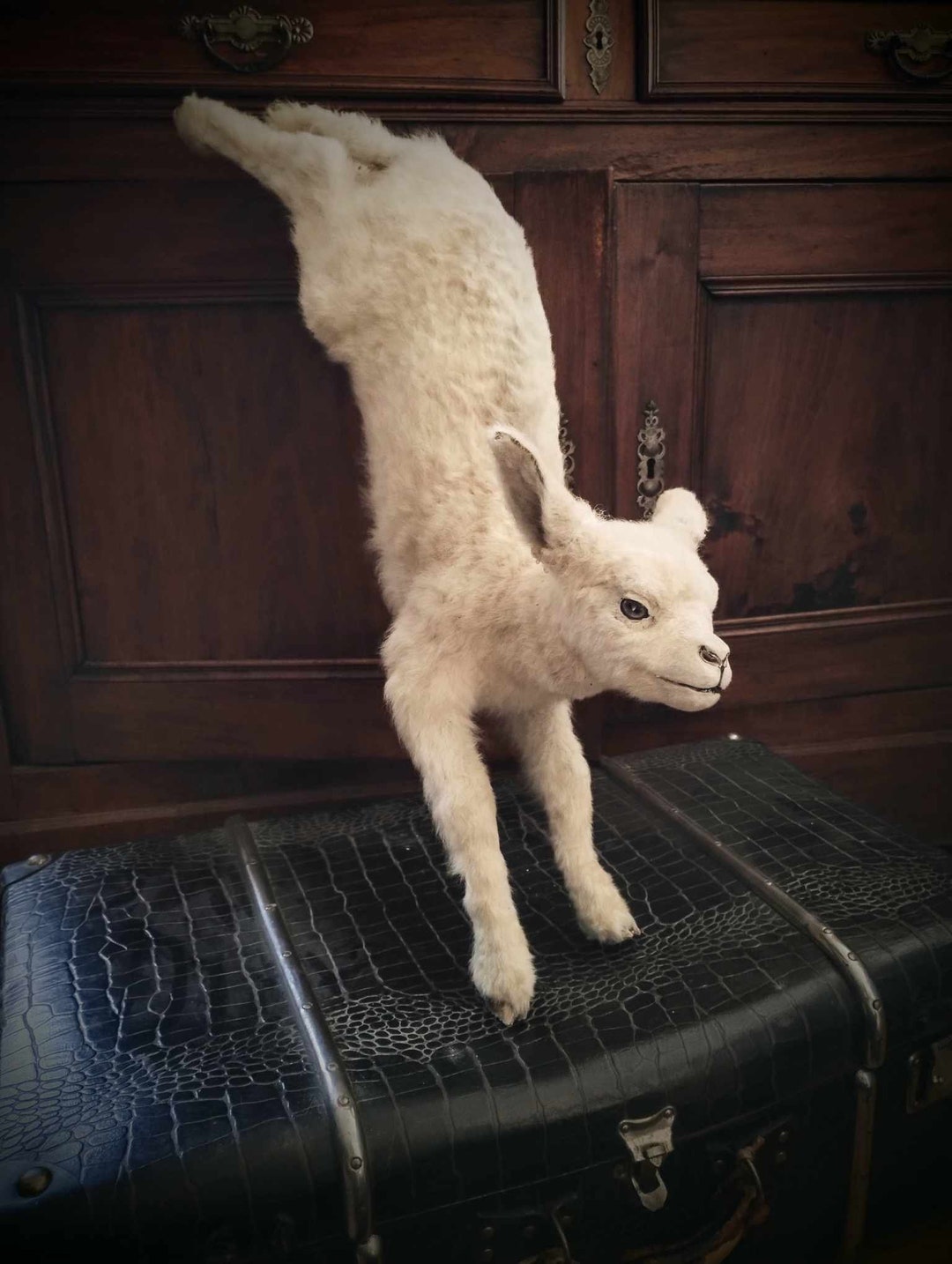 Lamb Full Mount Taxidermy Oddities Cabinet of Curiosities - Etsy