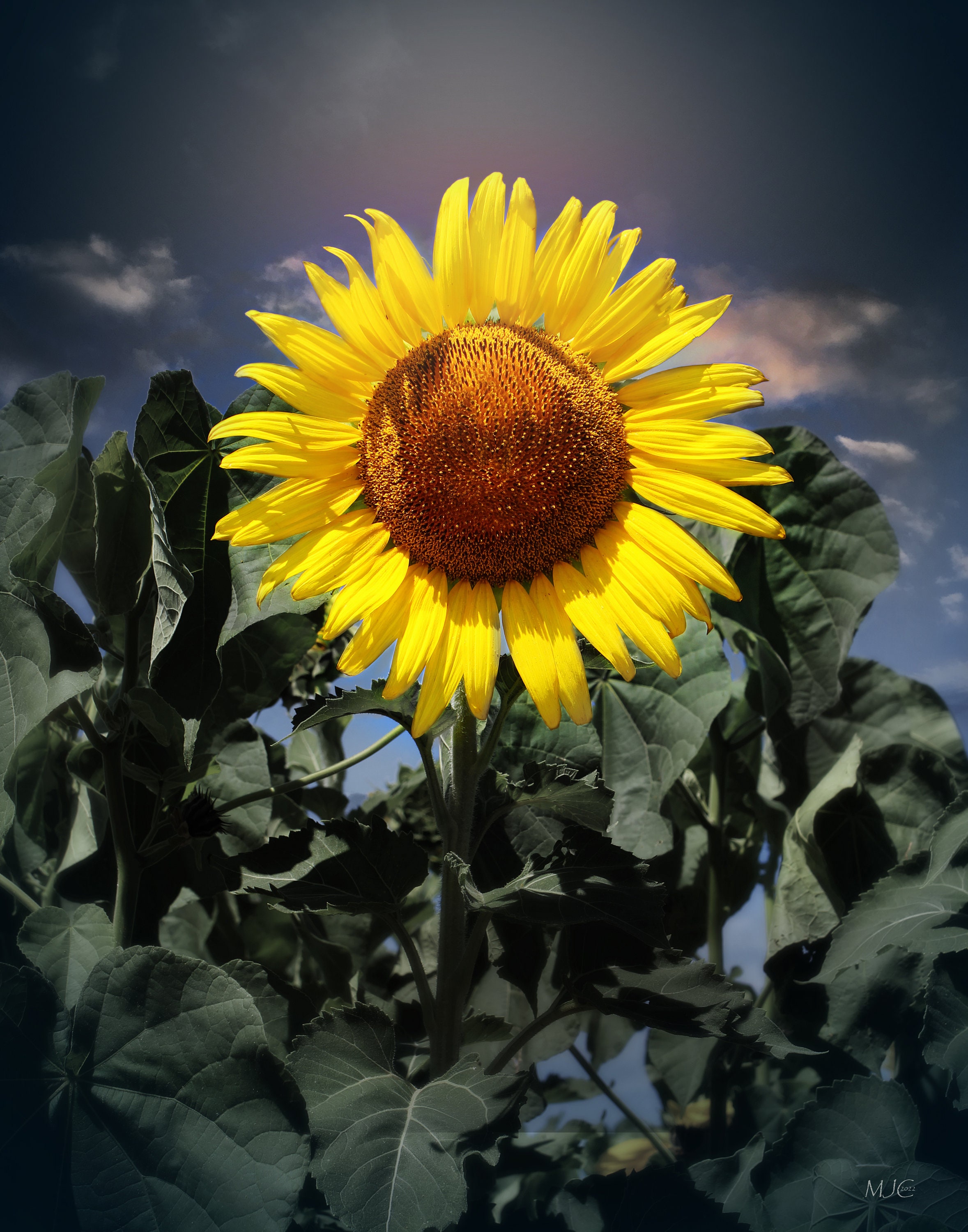 Sunflower Print | Sunflower Decor | Bright Yellow Sunflower | Sunflower ...