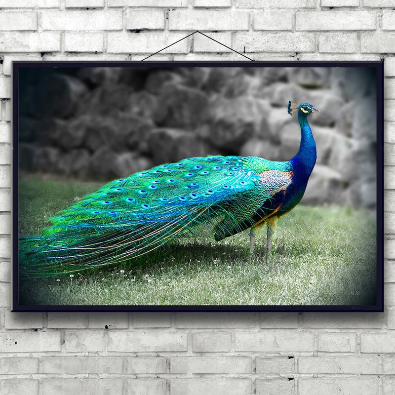 Peacock Wall Decor - Etsy