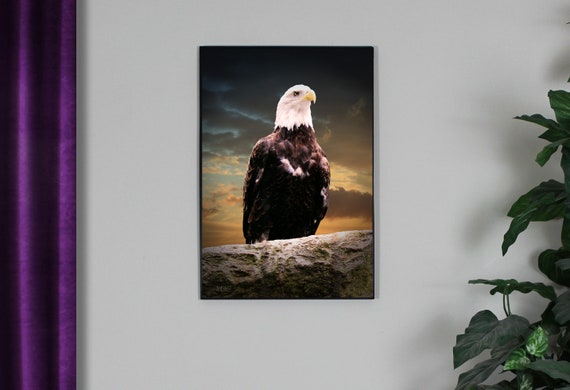 Bald Eagle Photo American Eagle Print Bald Eagle Wall - Etsy