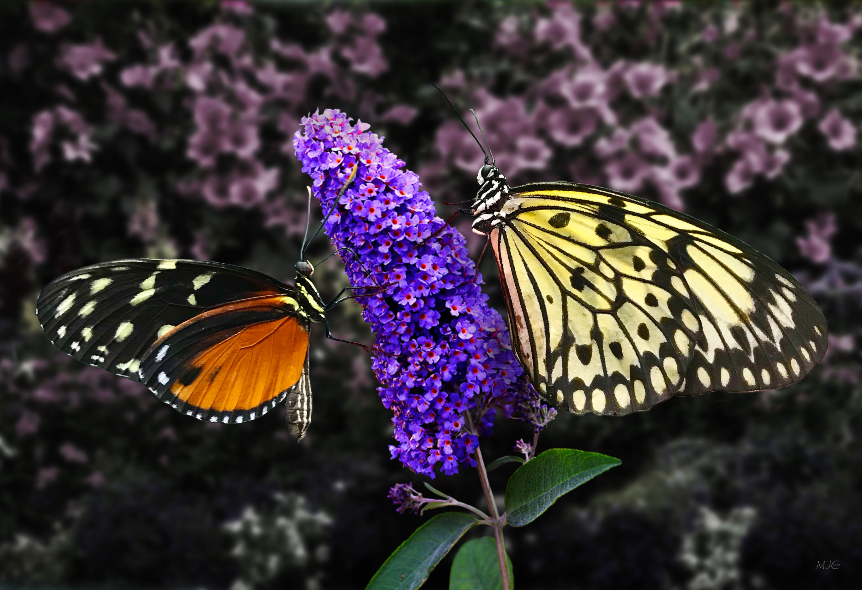 Monarch Butterfly Art Print Butterfly Art Work Colorful - Etsy