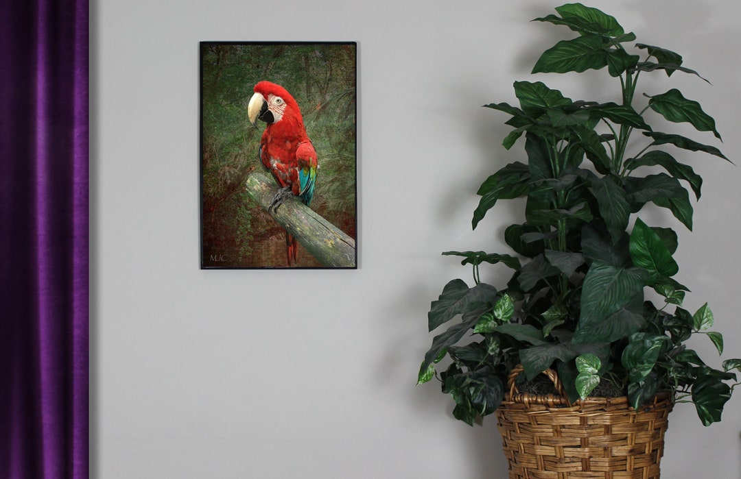 Parrot Print | Red Parrot | Parrot Decor | Parrot Feathers | Parrot ...